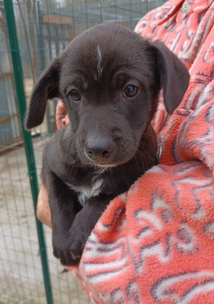 Il Tenero Dotto cane a Milano in Regalo